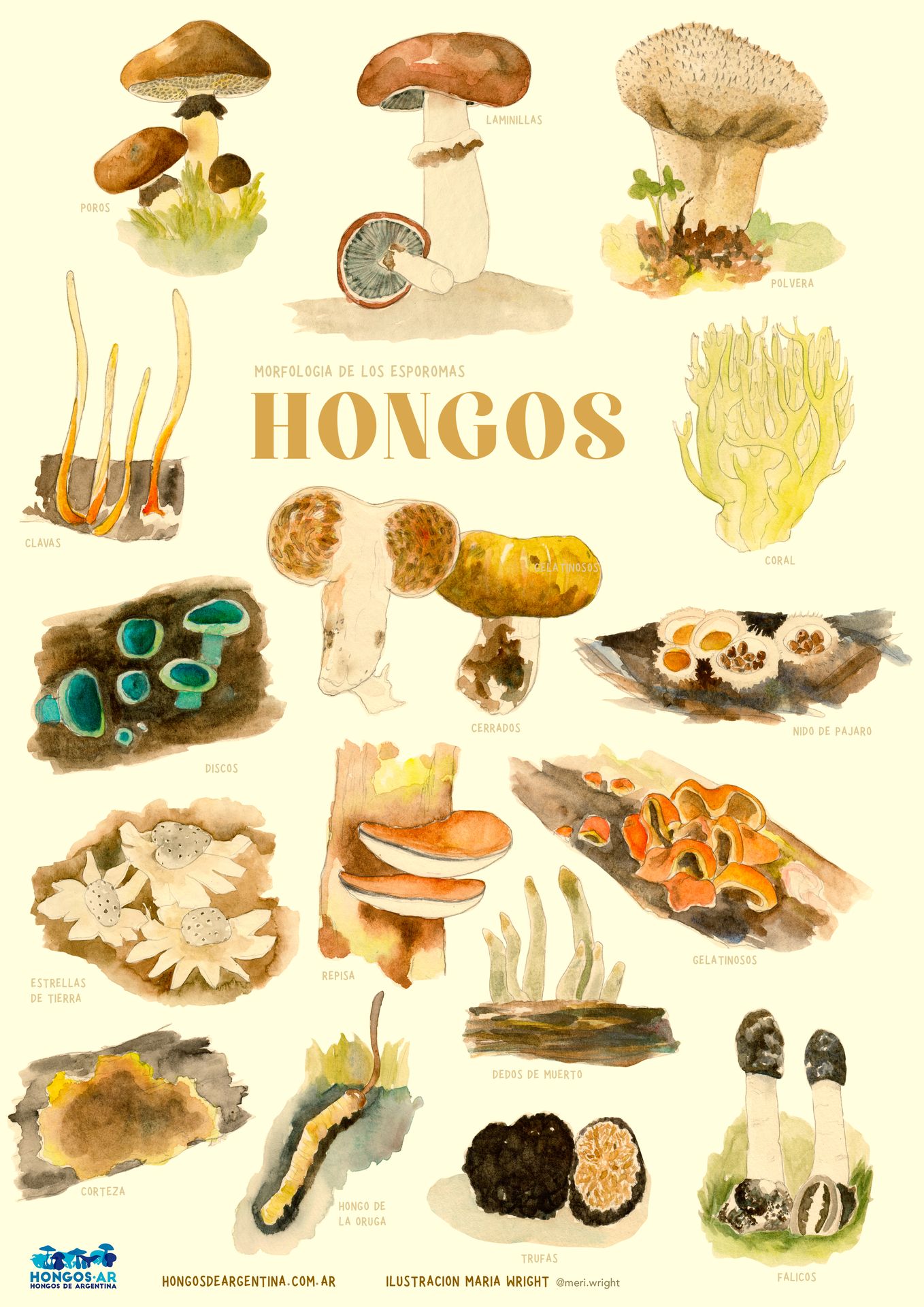 Guía ilustrada de identificación de hongos | HongosAR - Fundación ...
